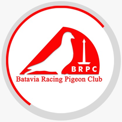 TOPIGEON - Live Races